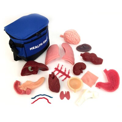 Human Body Anatomy Teaching Tools & Products | Health Edco