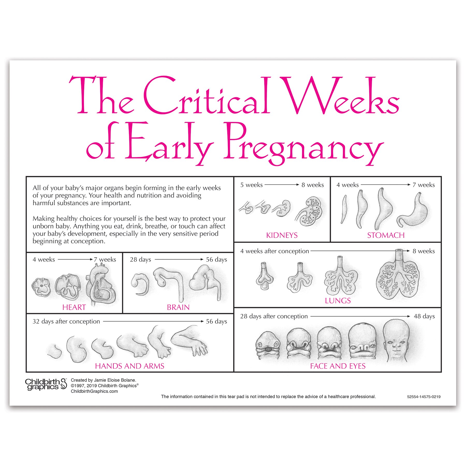 Fetal Development Timeline Have You Heard About Baby Olivia? It's How