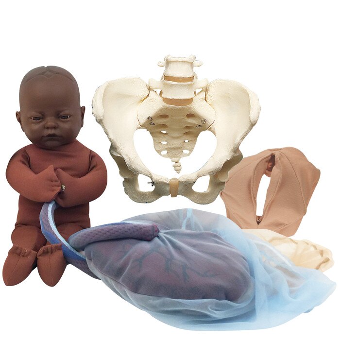 Vinyl Pelvis & Dark Brown Foetus Models | Childbirth Graphics