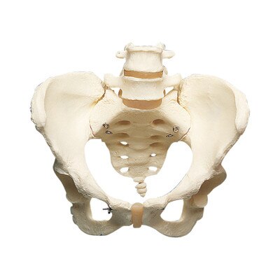 Female Pelvis Cross Section Anatomy Model | Health Edco