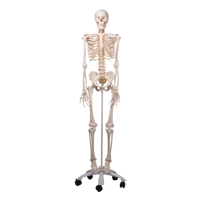 Human Skeleton With Flexible Spine Model | Health Edco