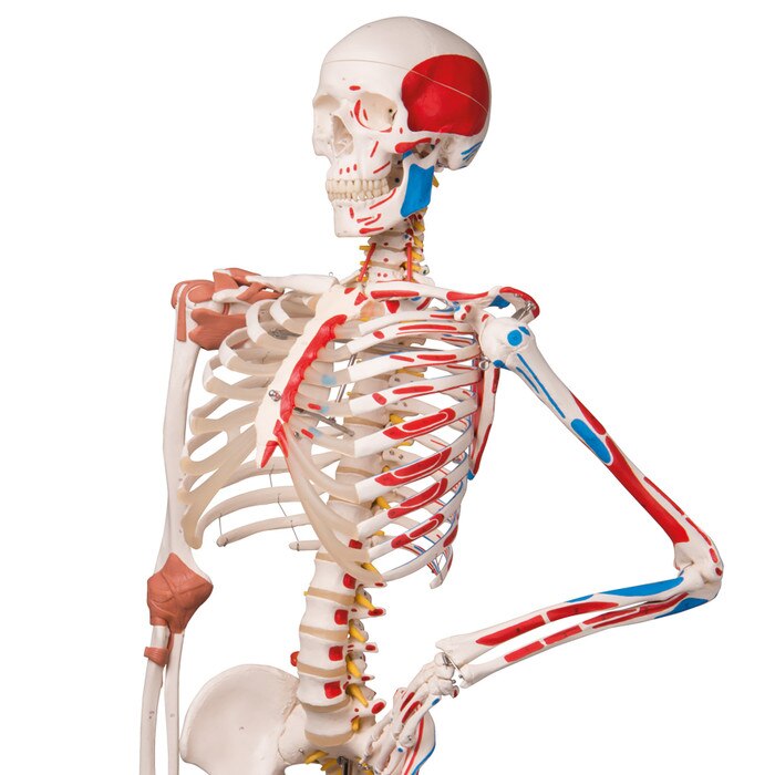 Deluxe Human Skeleton Model | Health Edco | Anatomy Models