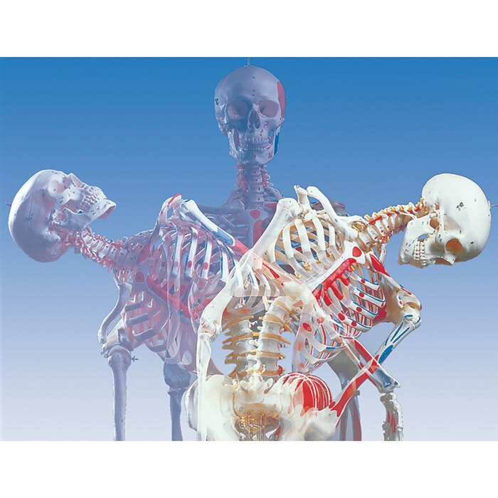 Deluxe Human Skeleton Model | Health Edco | Anatomy Models