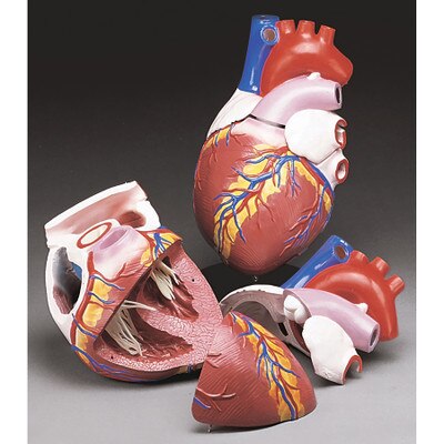 Heart Health Education Materials & Models | Health Edco