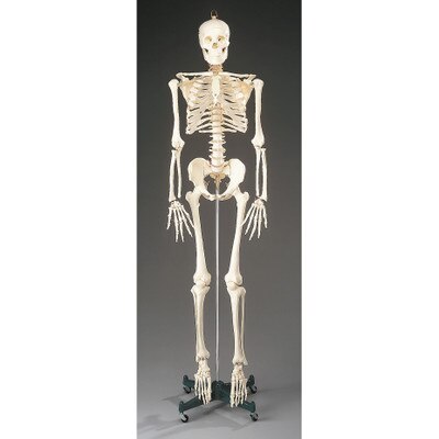 Deluxe Human Skeleton Model | Health Edco | Anatomy Models